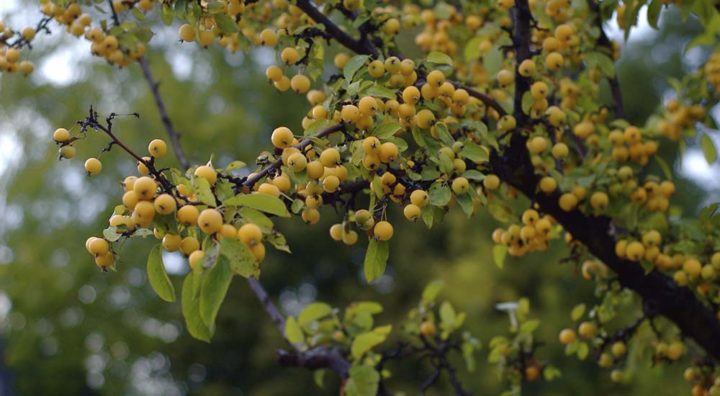 What Happens When Fruits Ripen? - Geekswipe