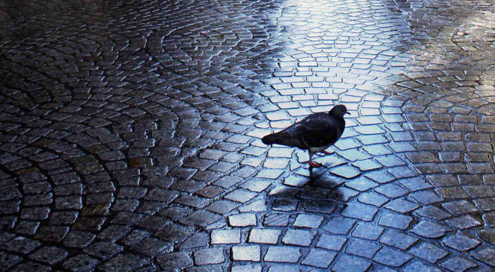 Why Do Birds Turn Their Neck so Fast? - Geekswipe